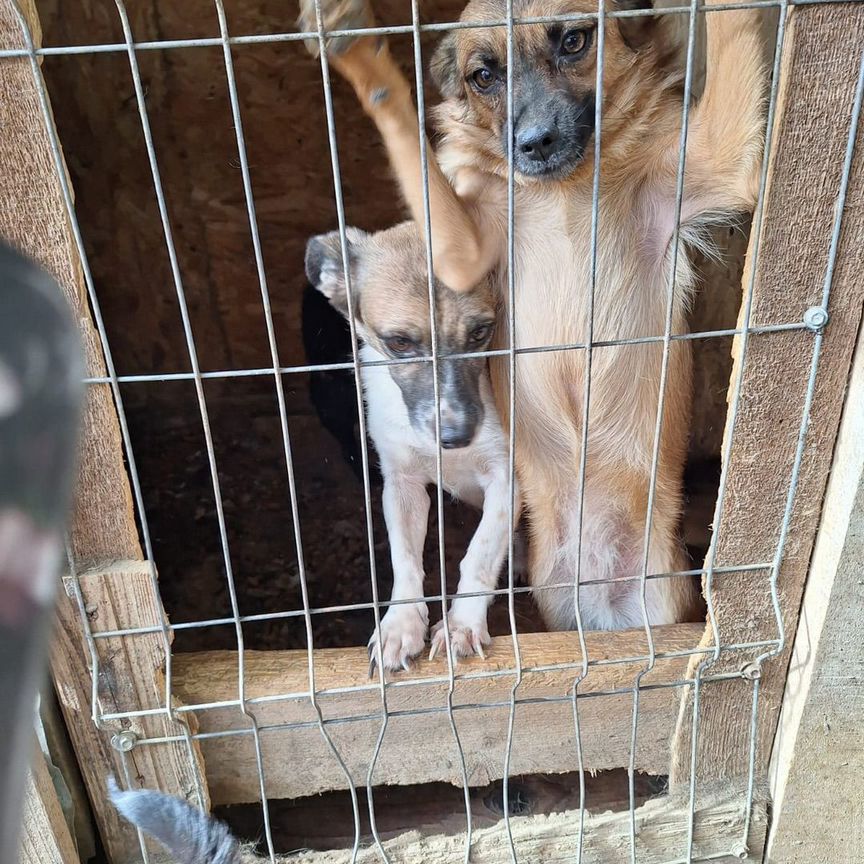 Мелкая собачка, хочет домой