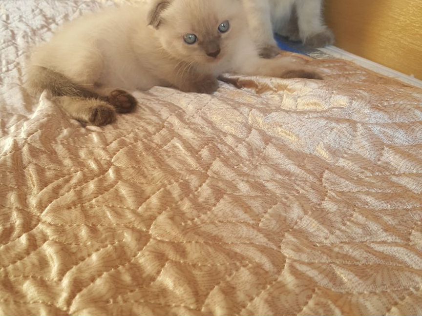 Кошка