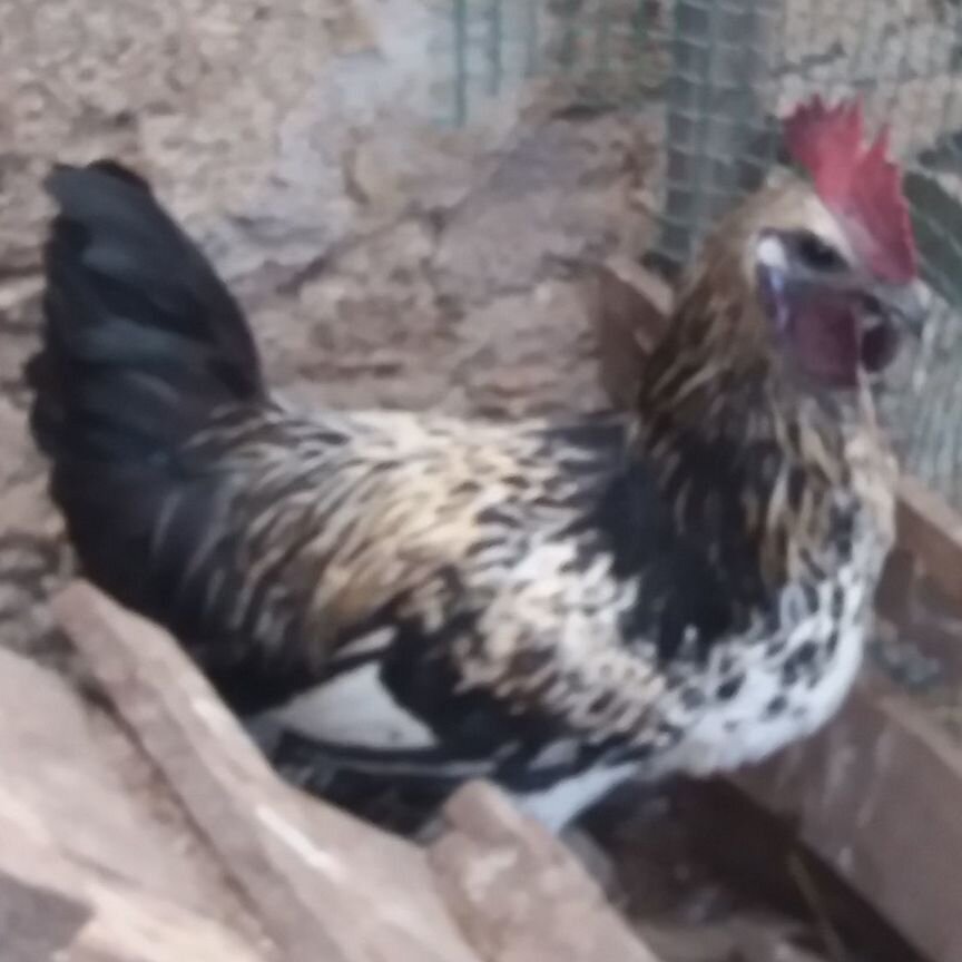 Петух лакенданзи и цыплята китайские шелки