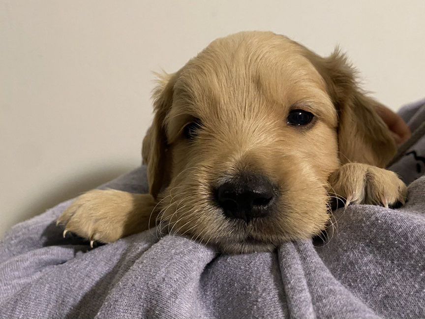 Золотистый ретривер