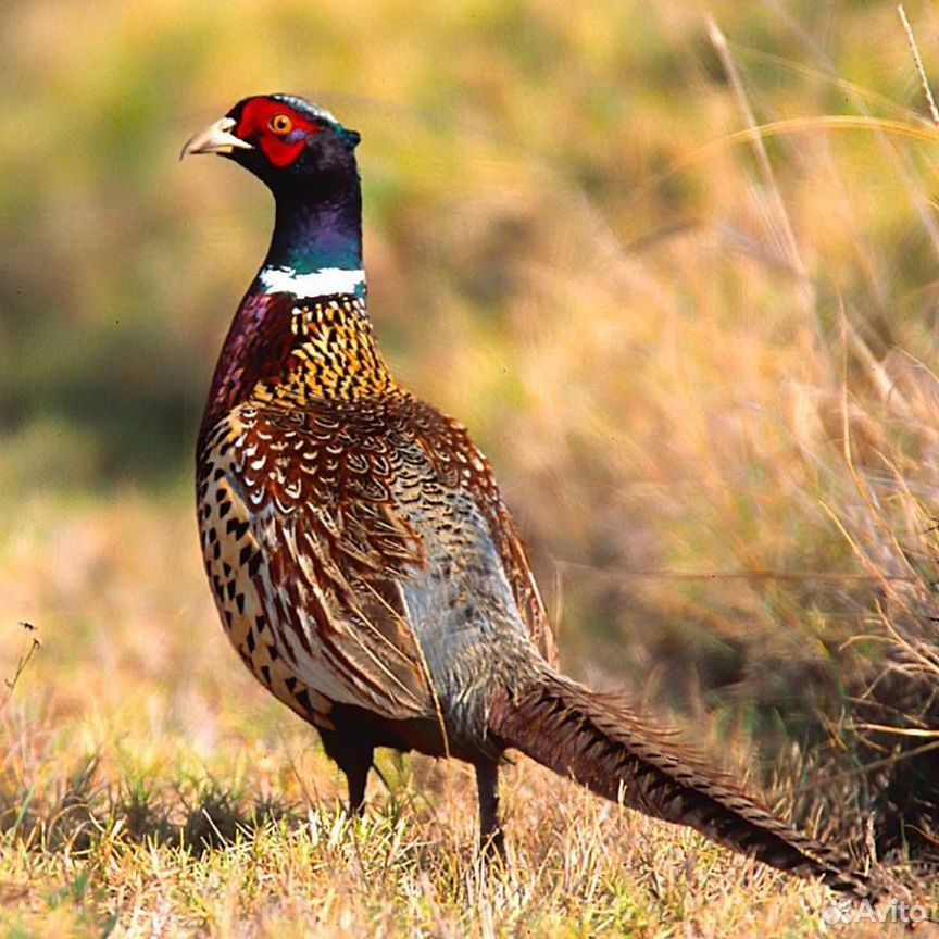 Фазан охотничий