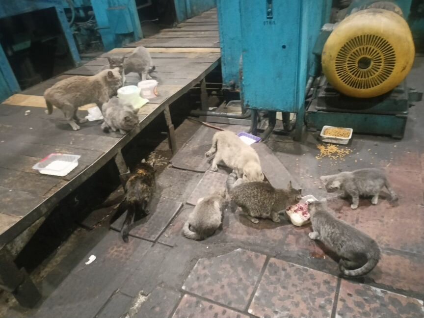 Котик в добрые руки