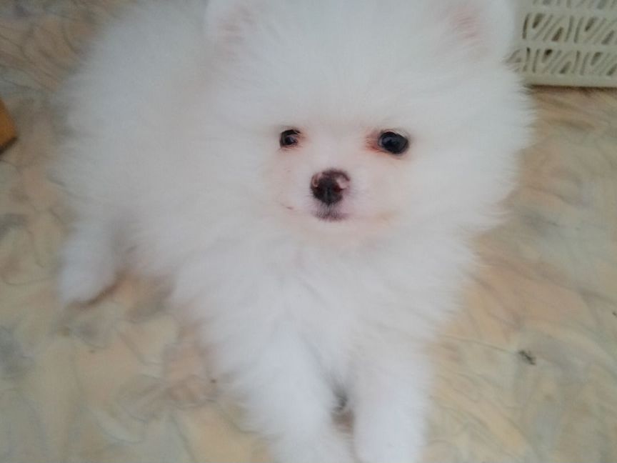 Померанский шпиц мини щенок