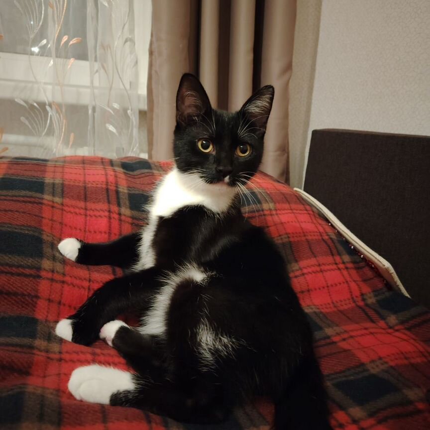 Котенок в добрые руки