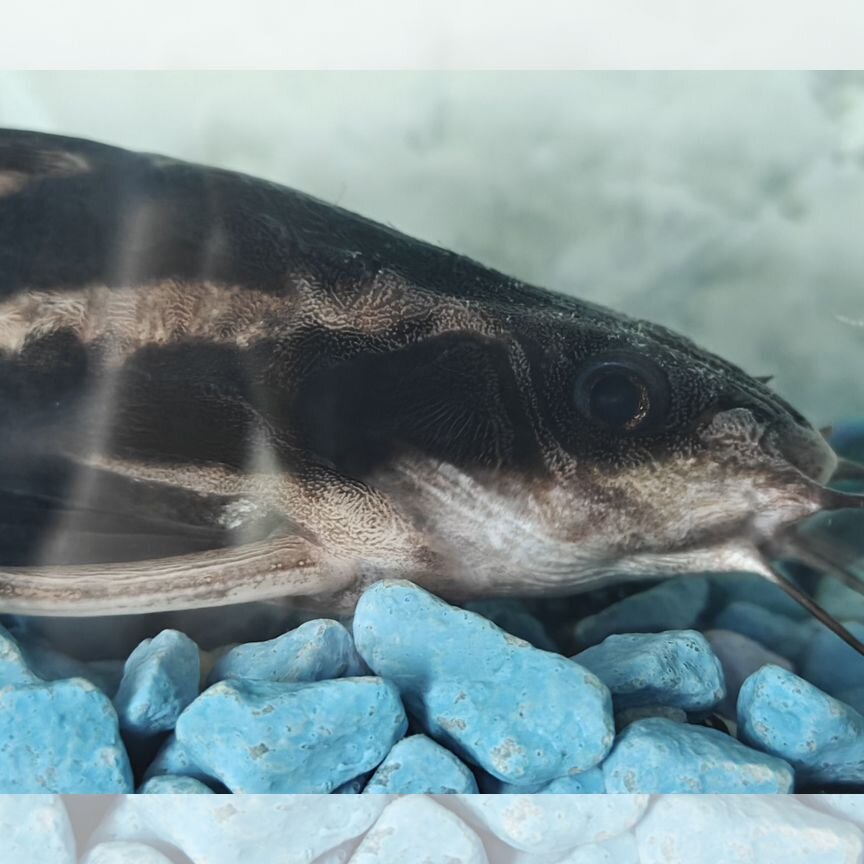 Сом платидорас