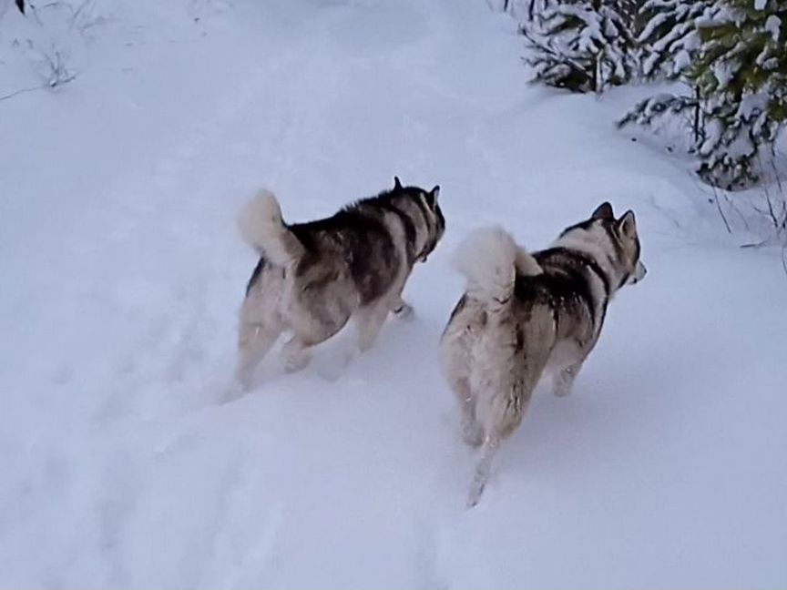 Щенки аляскинский маламут