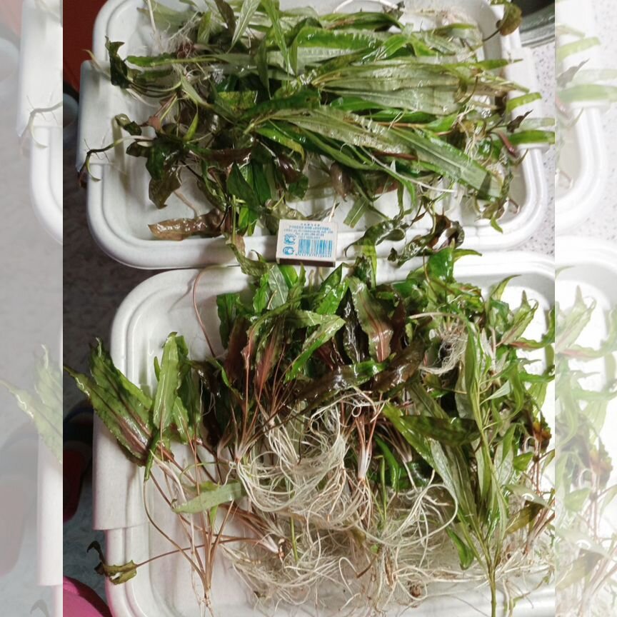 Аквариумное растение