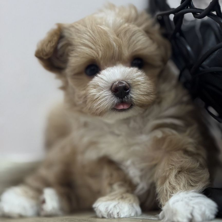 Мальтипу, щенок