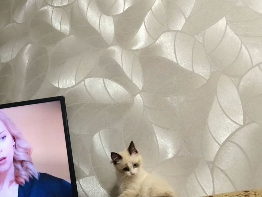 Котята порода регдолл