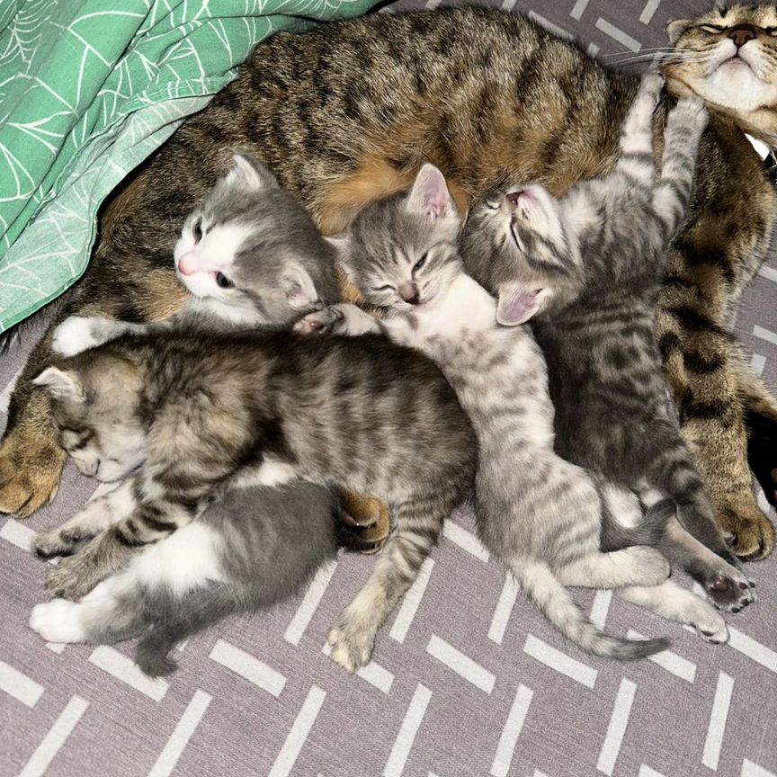 Котята метисы