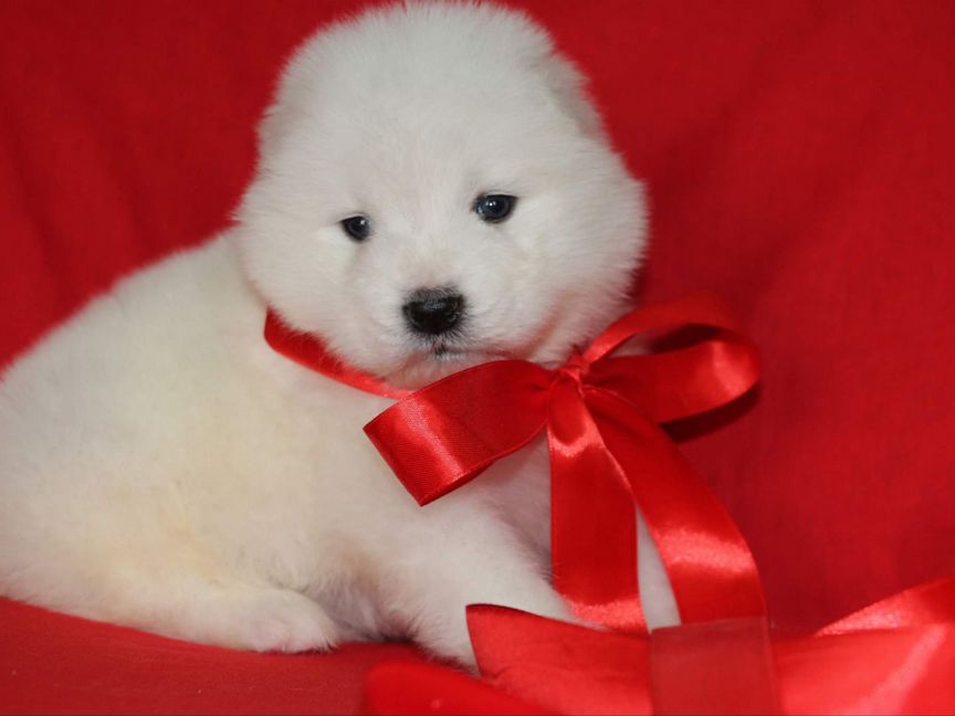 Самоеды РКФ