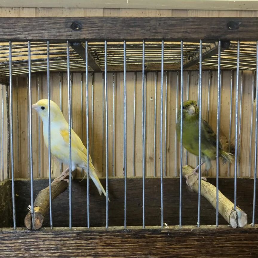 Самка канарейкм