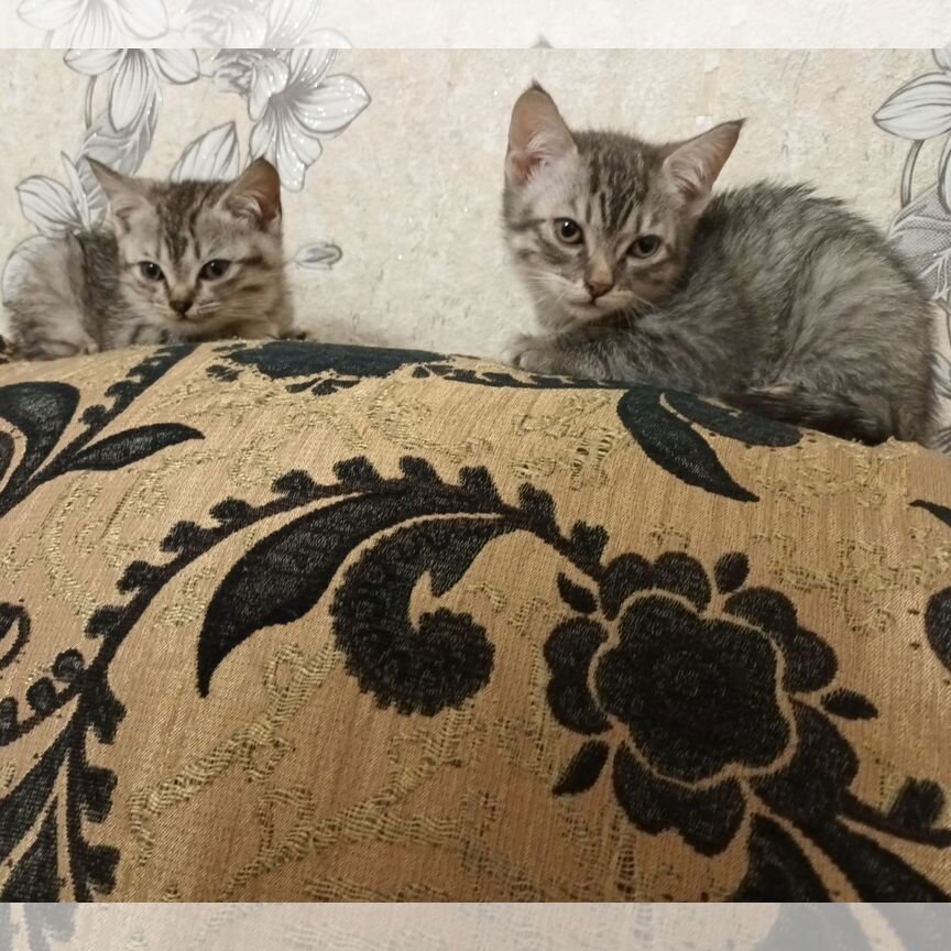 Британский короткошёрстный котёнок