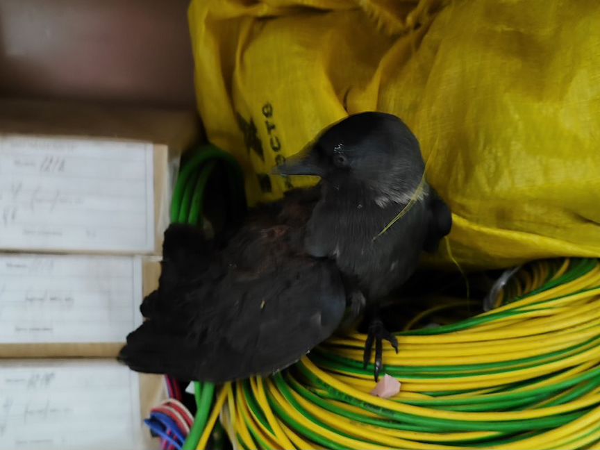 Галка птица