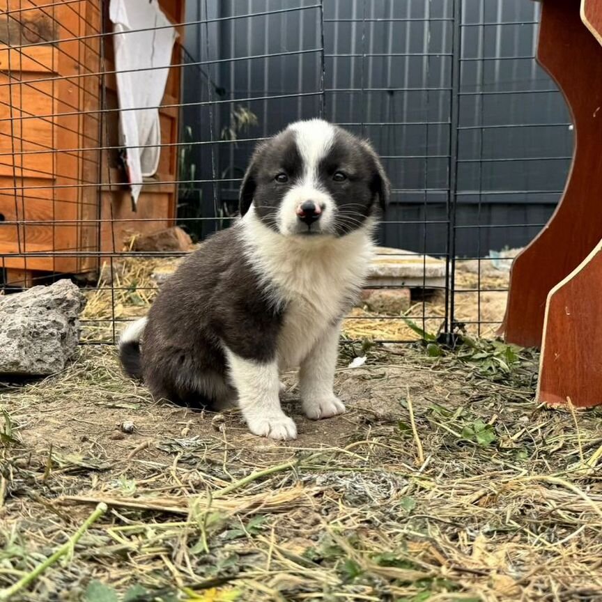 Щеночки 2 месяца с доставкой