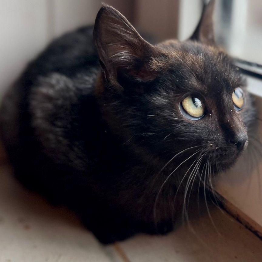 Котеночек