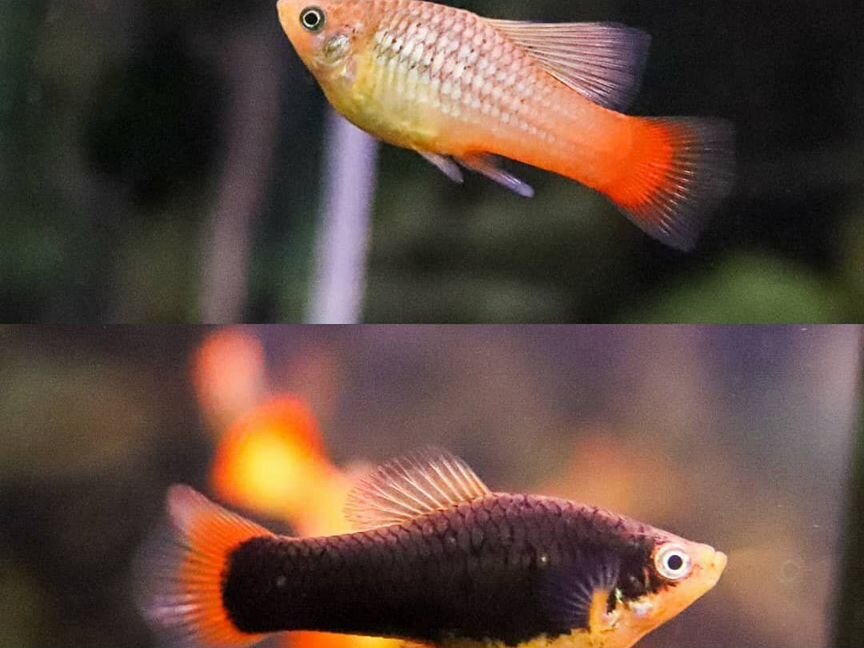 Пецилии редиска