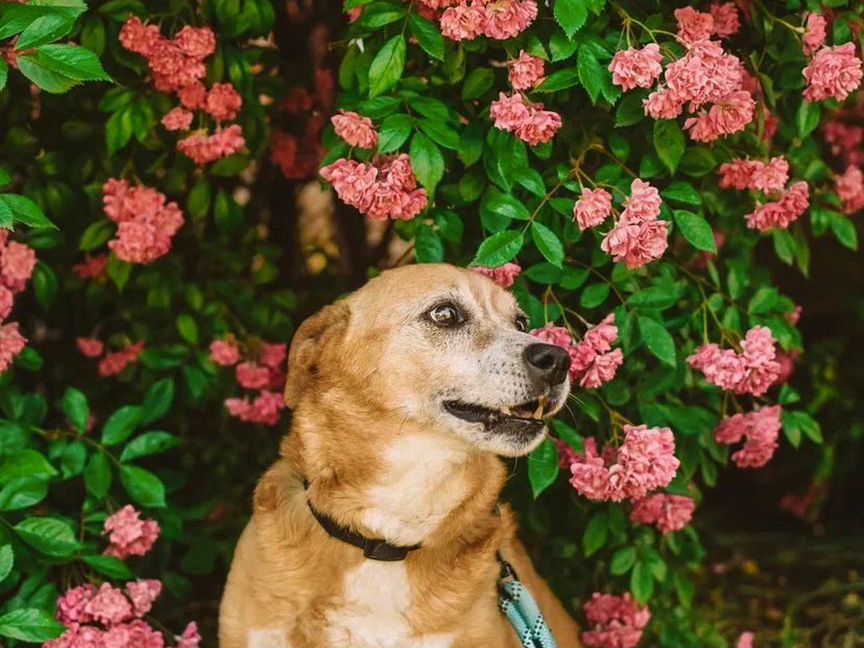 Собачка в добрые руки бесплатно