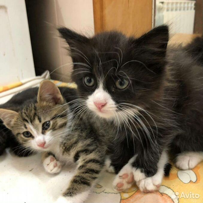 Котята 2мес ищут дом