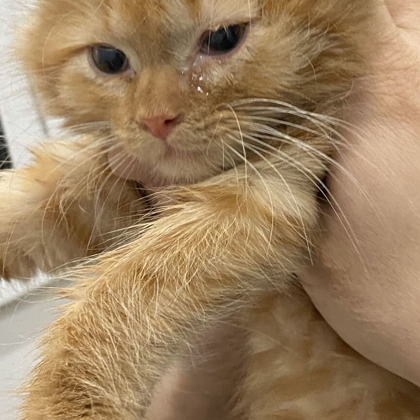 Сибирский кот