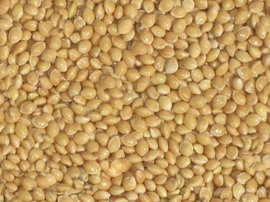 Просо жёлтое