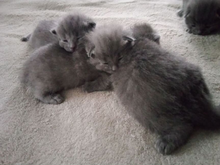 Котята русская голубая