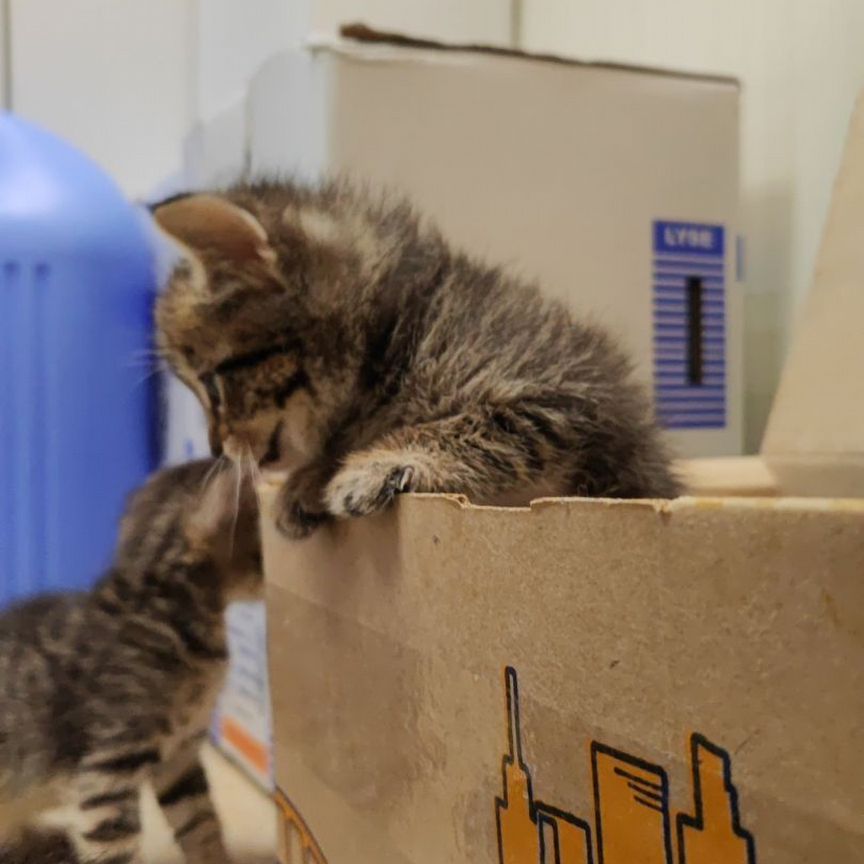 Котенок