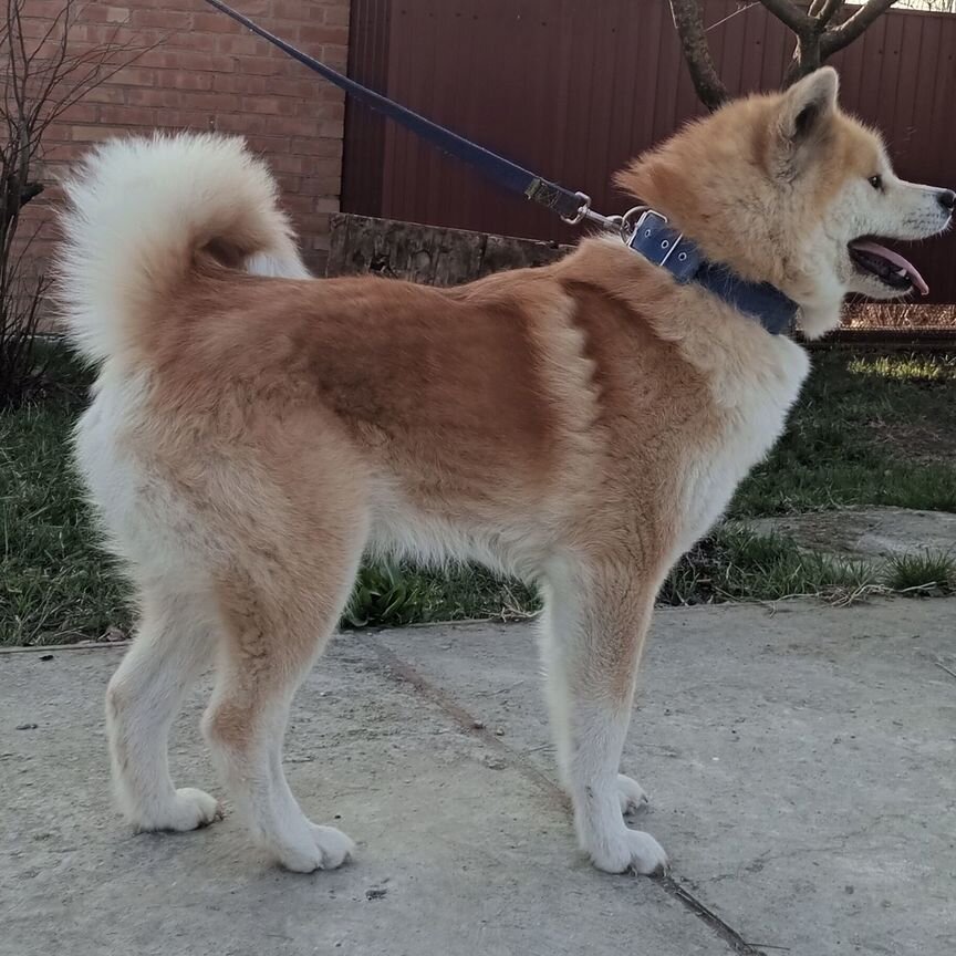 Кобель Акита