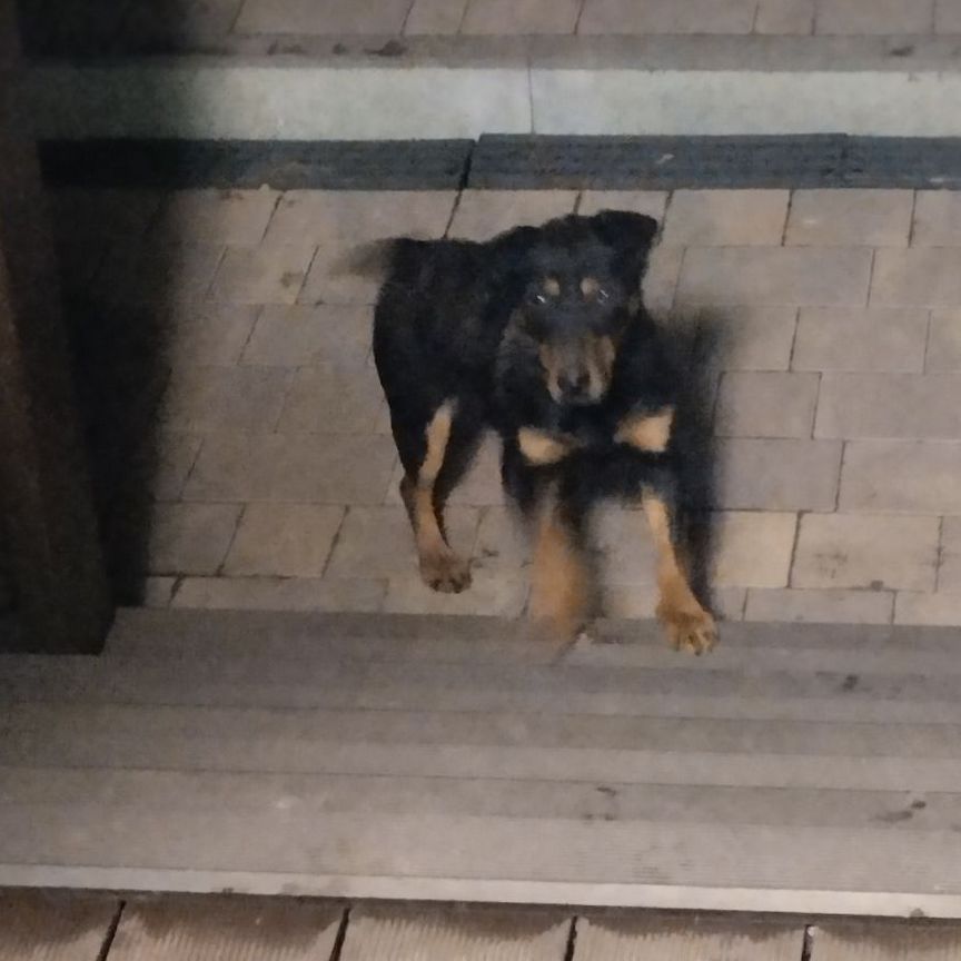 Немецкий охотничий терьер, взрослая собака