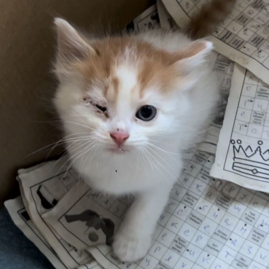 Маленький котенок девочка ищет родителей 1.5 мес