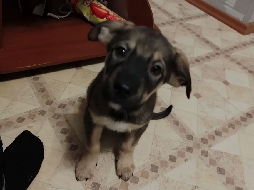 Собака в добрые руки отдам бесплатно