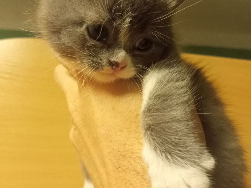 Кошка