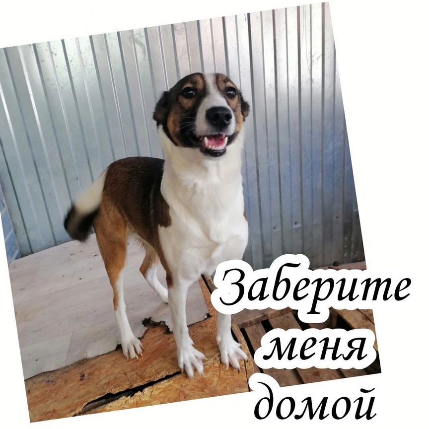 Девочка ищет дом