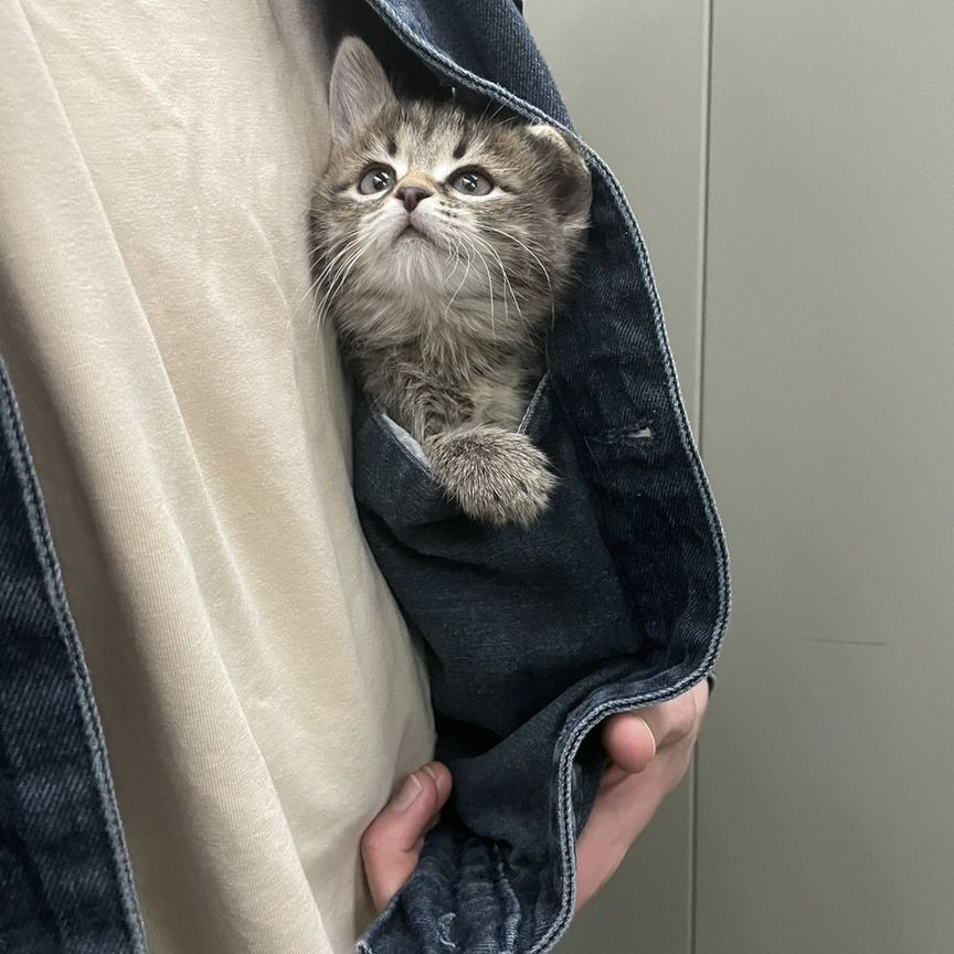 Маленькая кошкчка Слива