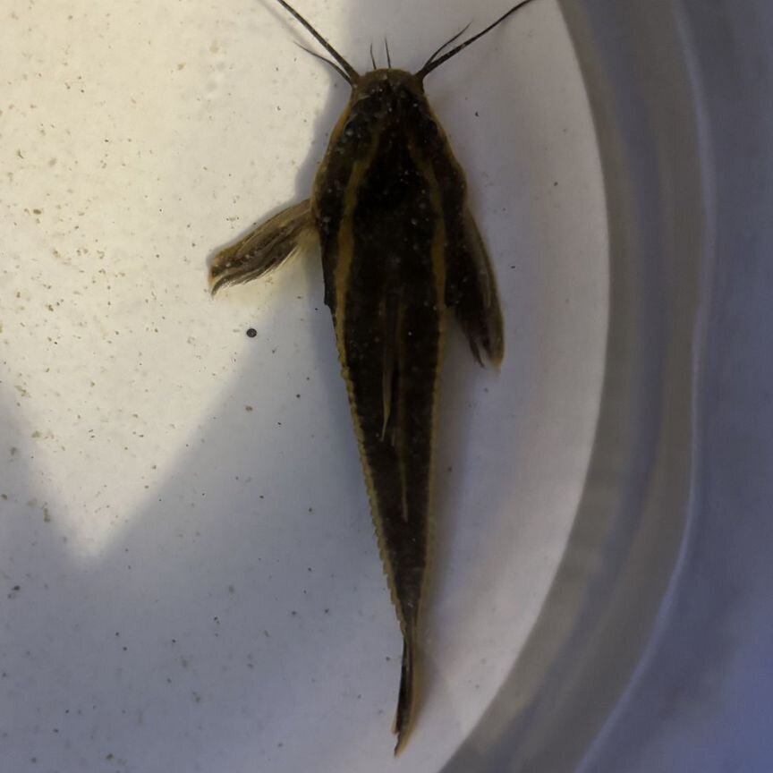 Сом платидорас