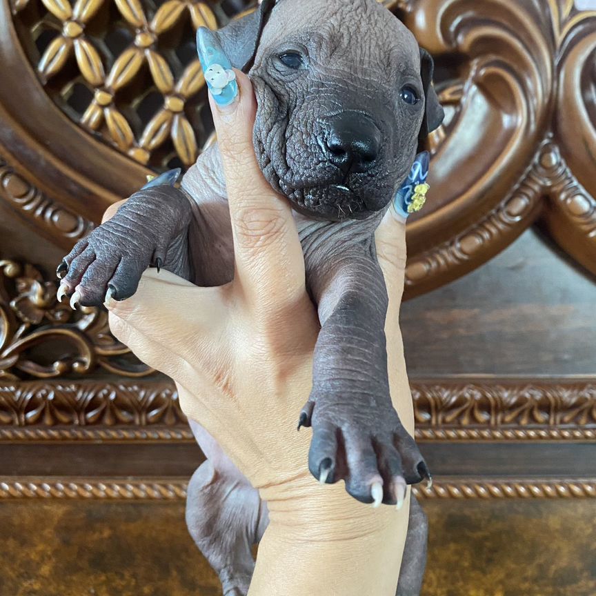 Мексиканская голая собака, щенок