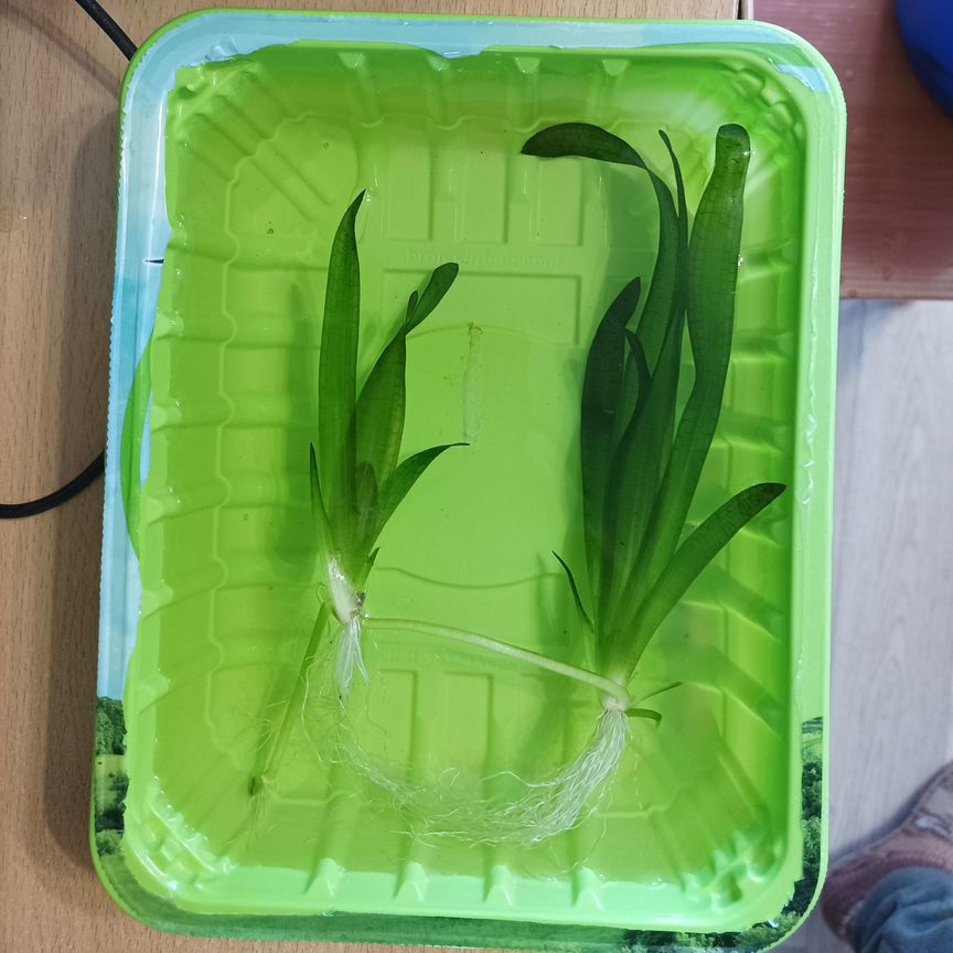 Валлиснерия гигантская