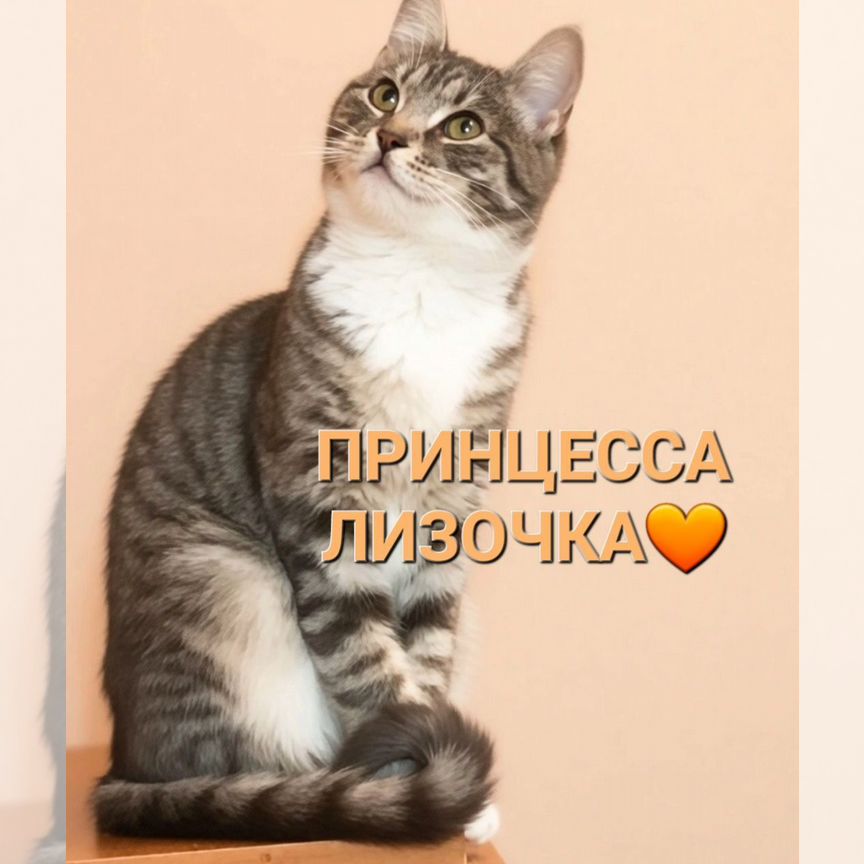 Котёнок в добрые руки
