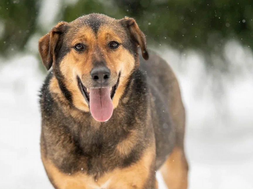 Собака в добрые руки