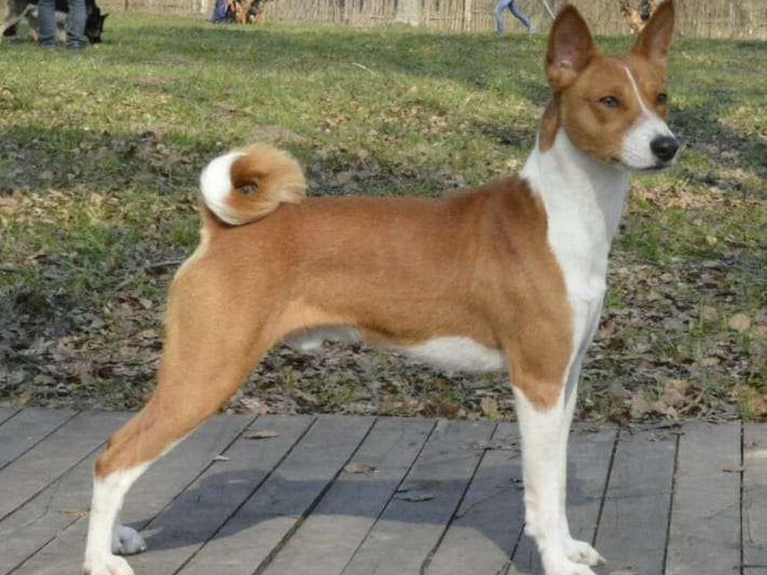 Басенджи вязка