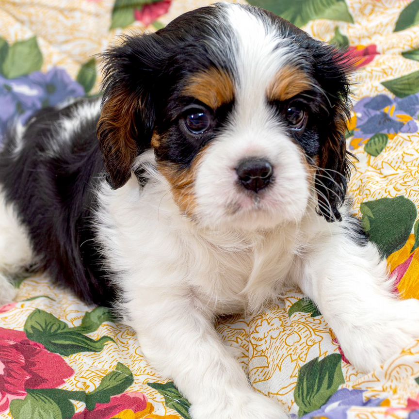 Кавалер кинг-чарльз-спаниель, щенок