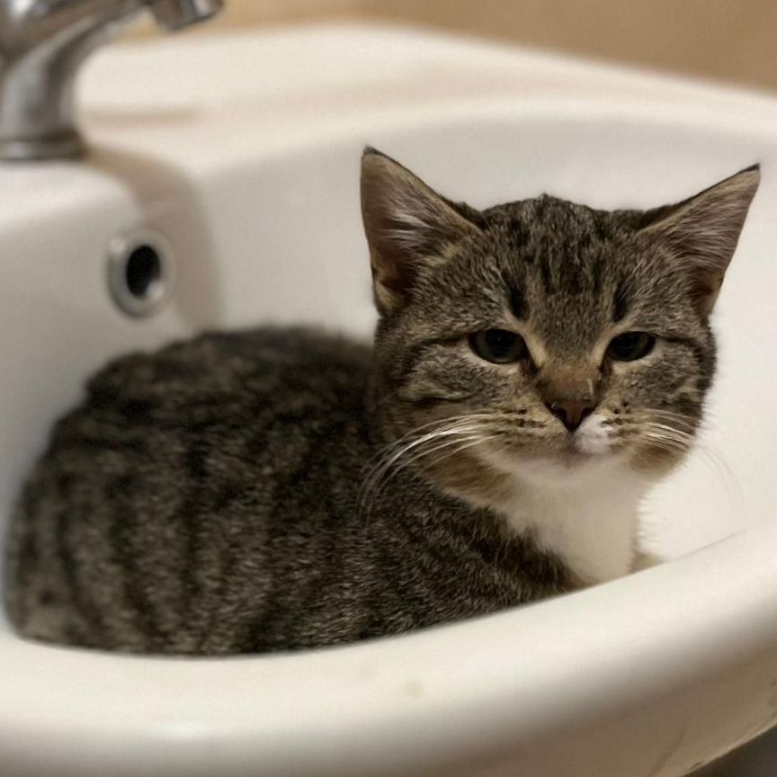 Котёнок в добрые руки