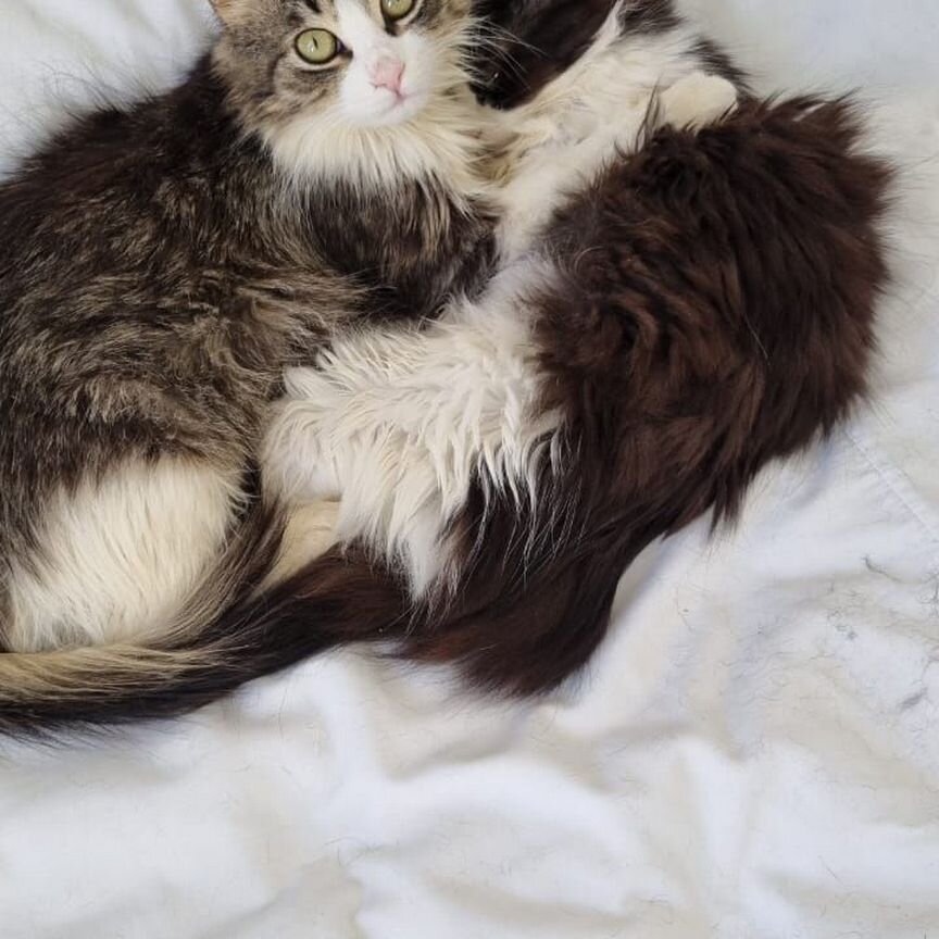 Котята - неразлучники