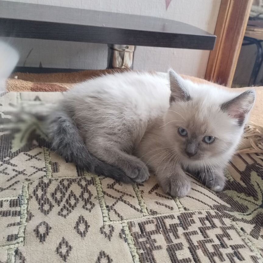 Котёнок от частного владельца