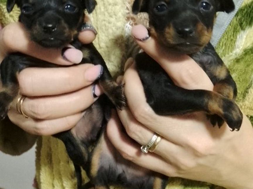 Цвергпинчер