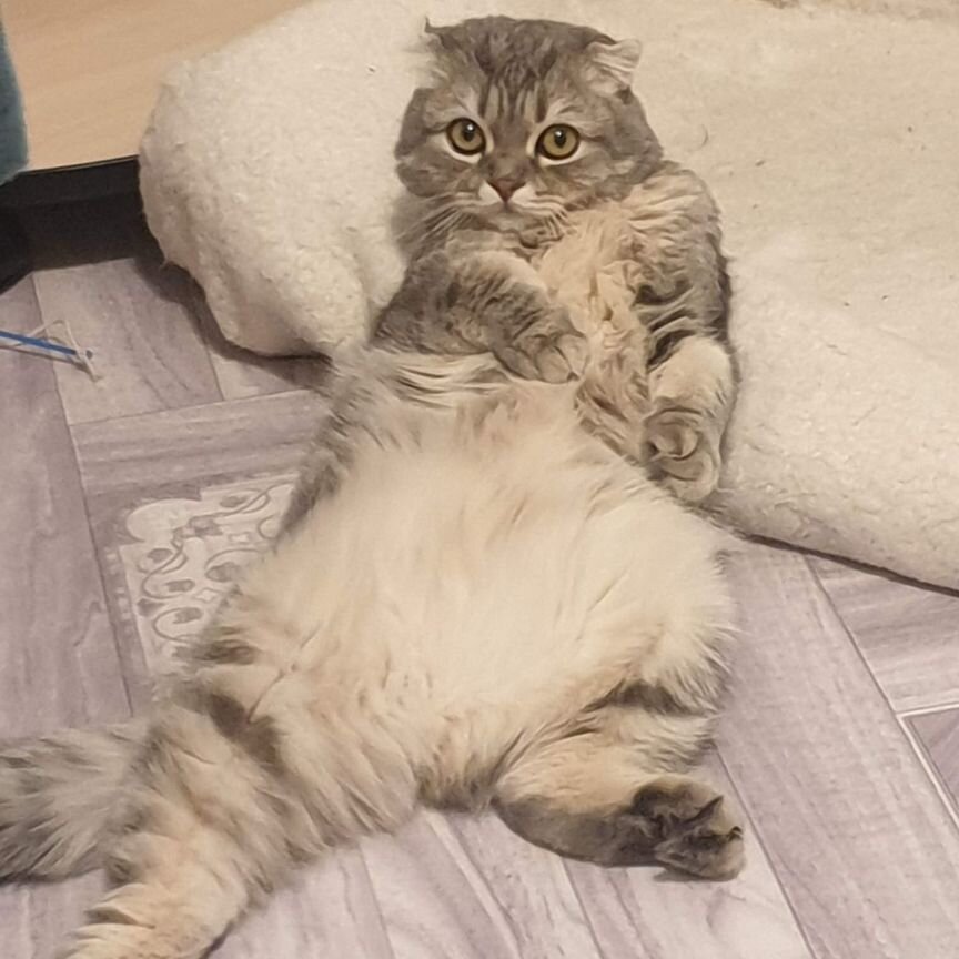 Шотландский вислоухий длинношёрстный, взрослый кот