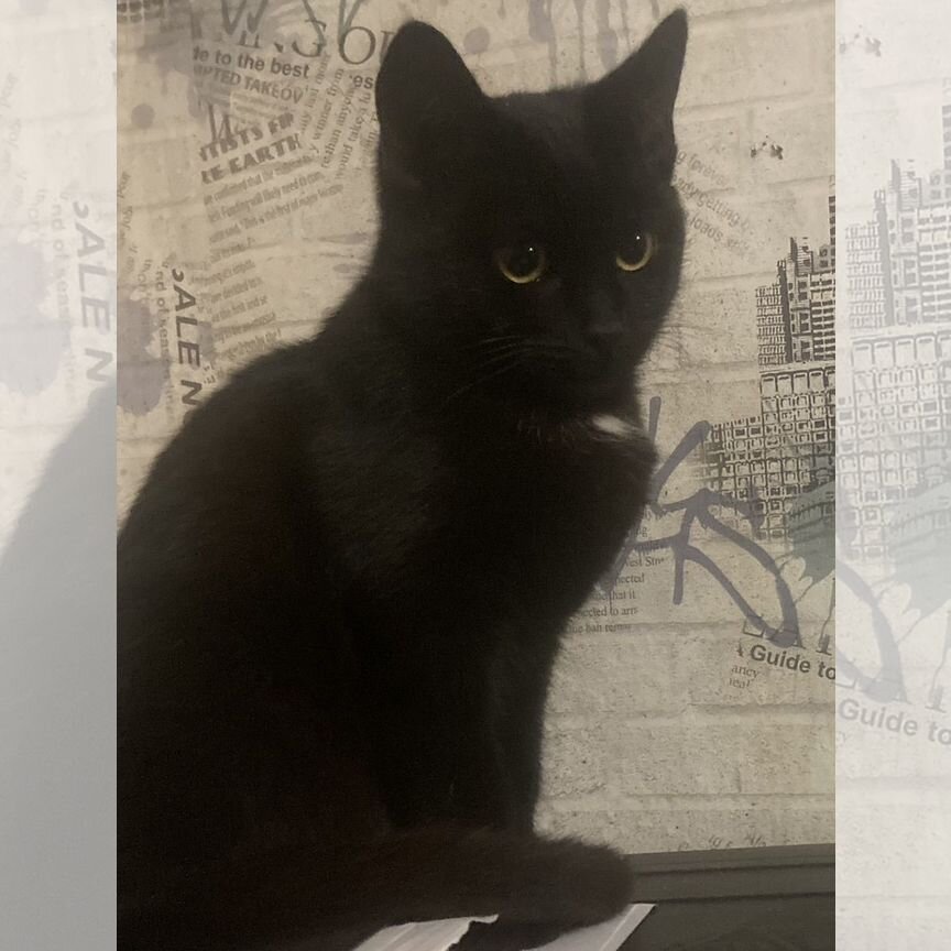 Кошка мышеловка