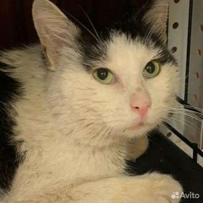 Кузя с улицы хочет жить