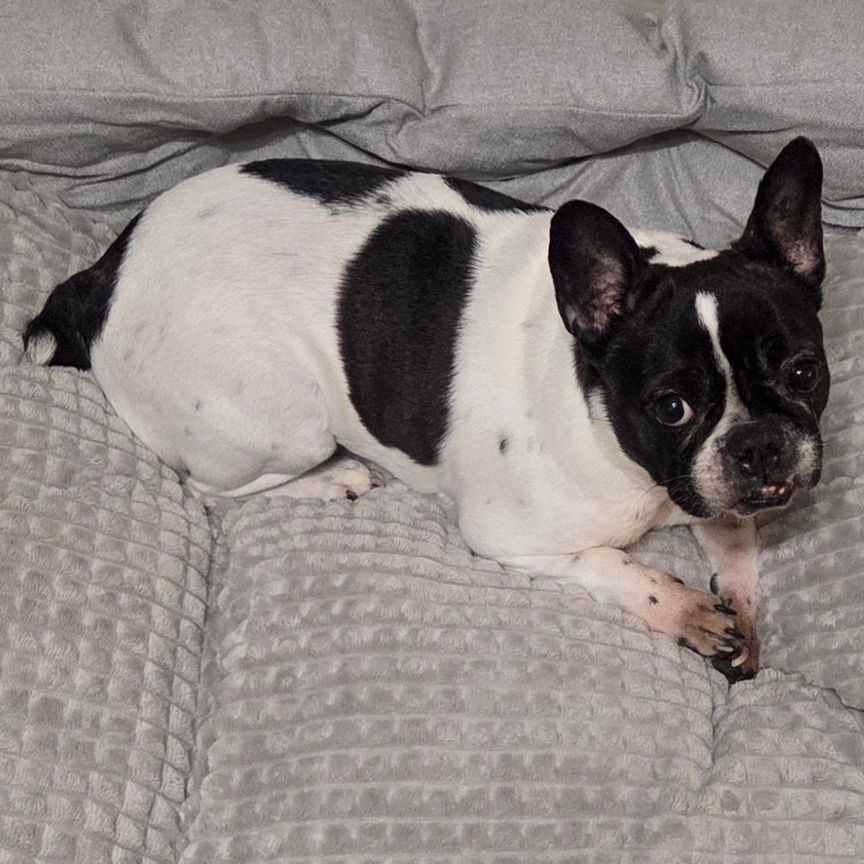 Французский бульдог, взрослая собака