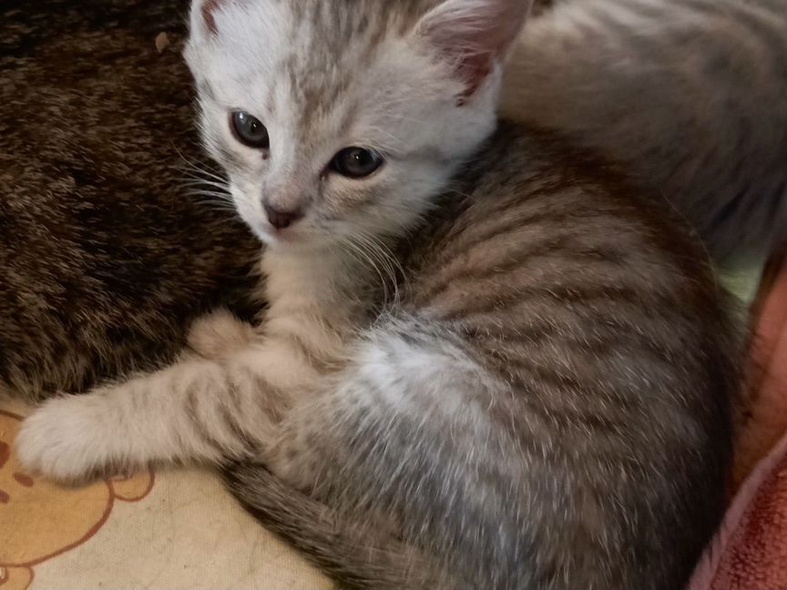 Милые котята